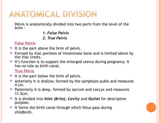 1.7 Pelvis NLHT.pptx telling more information | PPTX