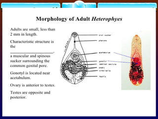 Intestinal Trematodes cause mode of transmission and treatment | PPT