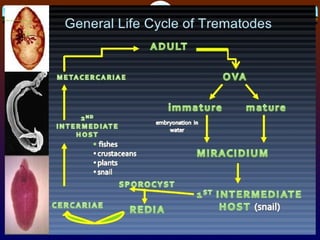 Intestinal Trematodes cause mode of transmission and treatment | PPT