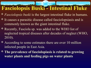 Intestinal Trematodes cause mode of transmission and treatment | PPT