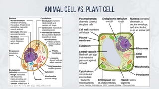1.2 Cell Structure and Prokaryotic and Eukaryotic Cells (2) (2).pdf