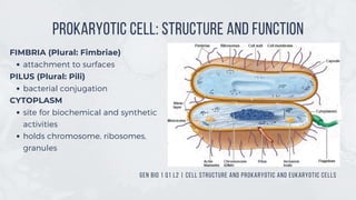 1.2 Cell Structure and Prokaryotic and Eukaryotic Cells (2) (2).pdf