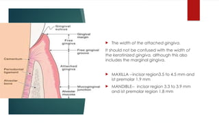 1.Anatomy of periodontium for 3rd year bds | PPTX