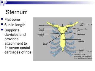 Gross Anatomy and Clinicals of Bony Thorax | PPT