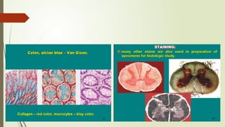 Histological techniques about staining of tissues | PPTX