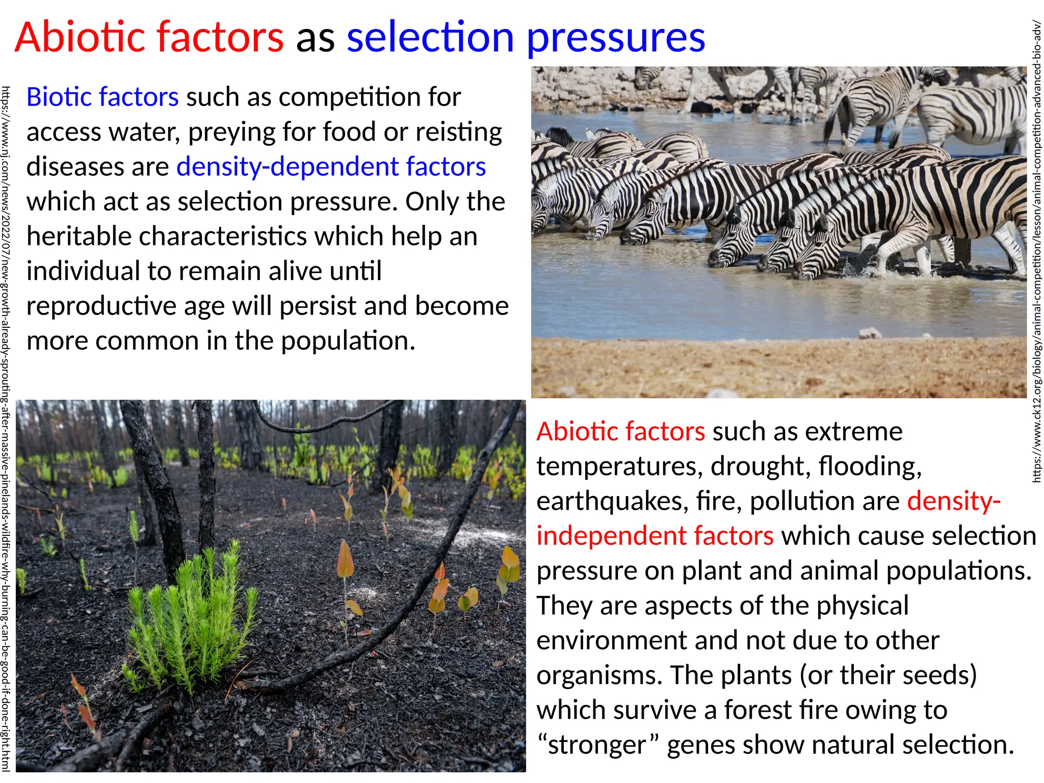 1. D 4.1 SL Natural selection IB Biology.pptx