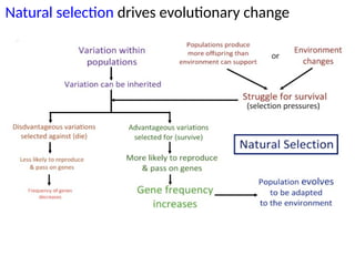 1. D 4.1 SL Natural selection IB Biology.pptx