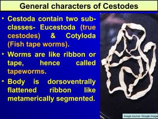 1._General Cestodes (Tapeworms/Platyhelminthes).ppt