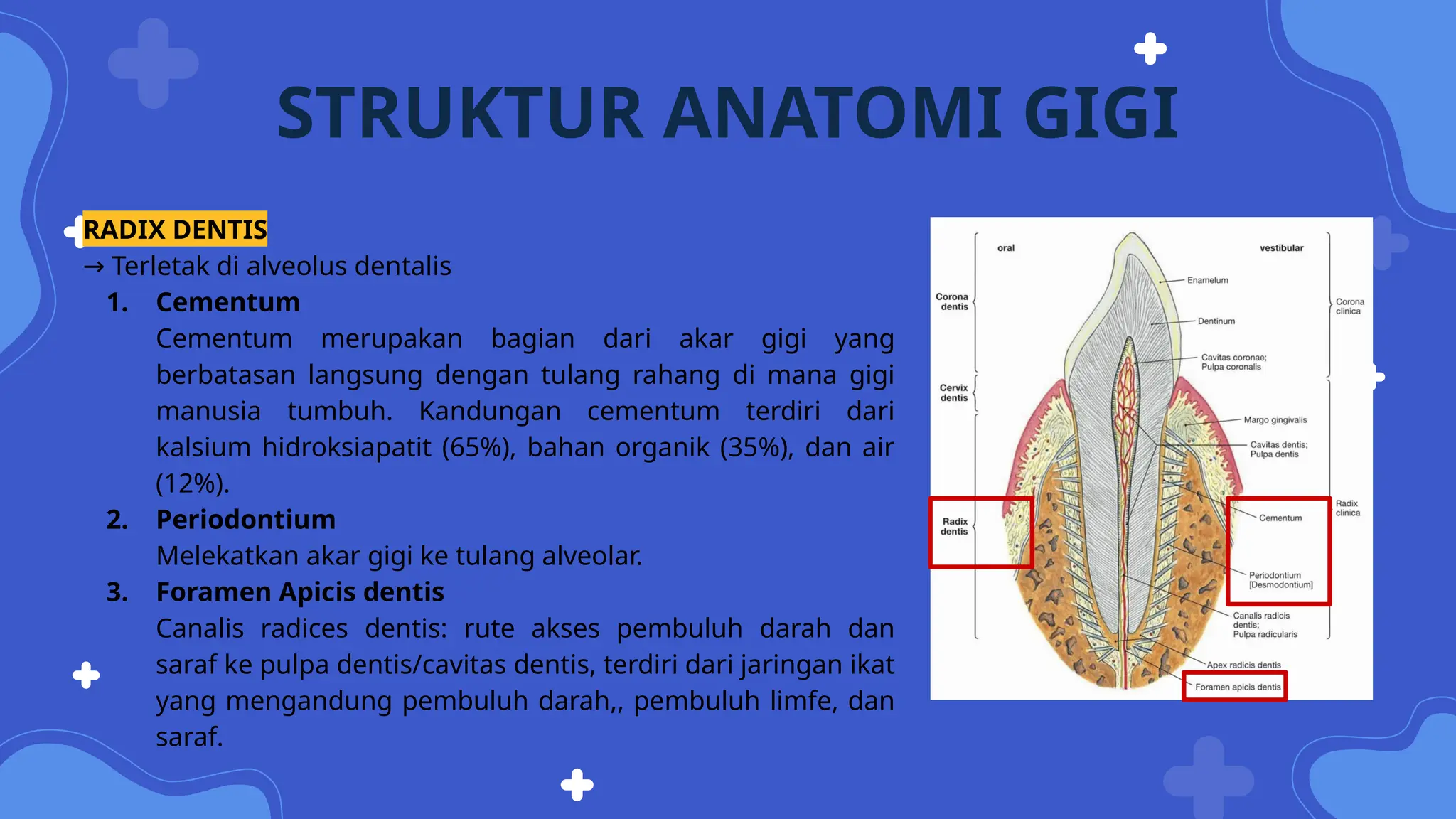 Struktur Anatomi Gigi persentasi kelompok.pptx