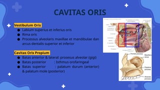 Struktur Anatomi Gigi persentasi kelompok.pptx