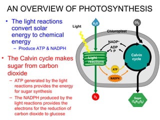 1. Photosynthesis - Huss (Calvin Cycle).ppt