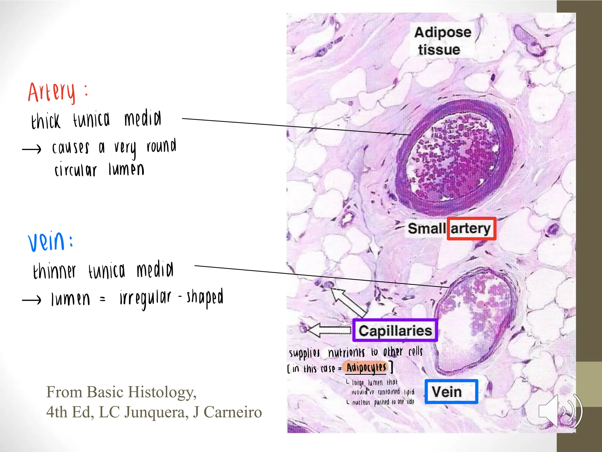1. Heart & Vascular system Histology .pdf
