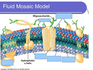 Structure of cell membrane presentations | PPTX