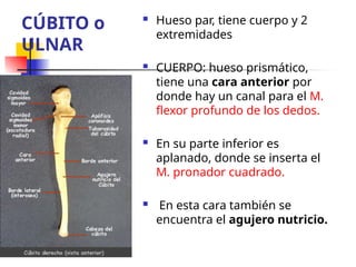 1. Anatomìa Huesos del Miembro Superior | PPTX