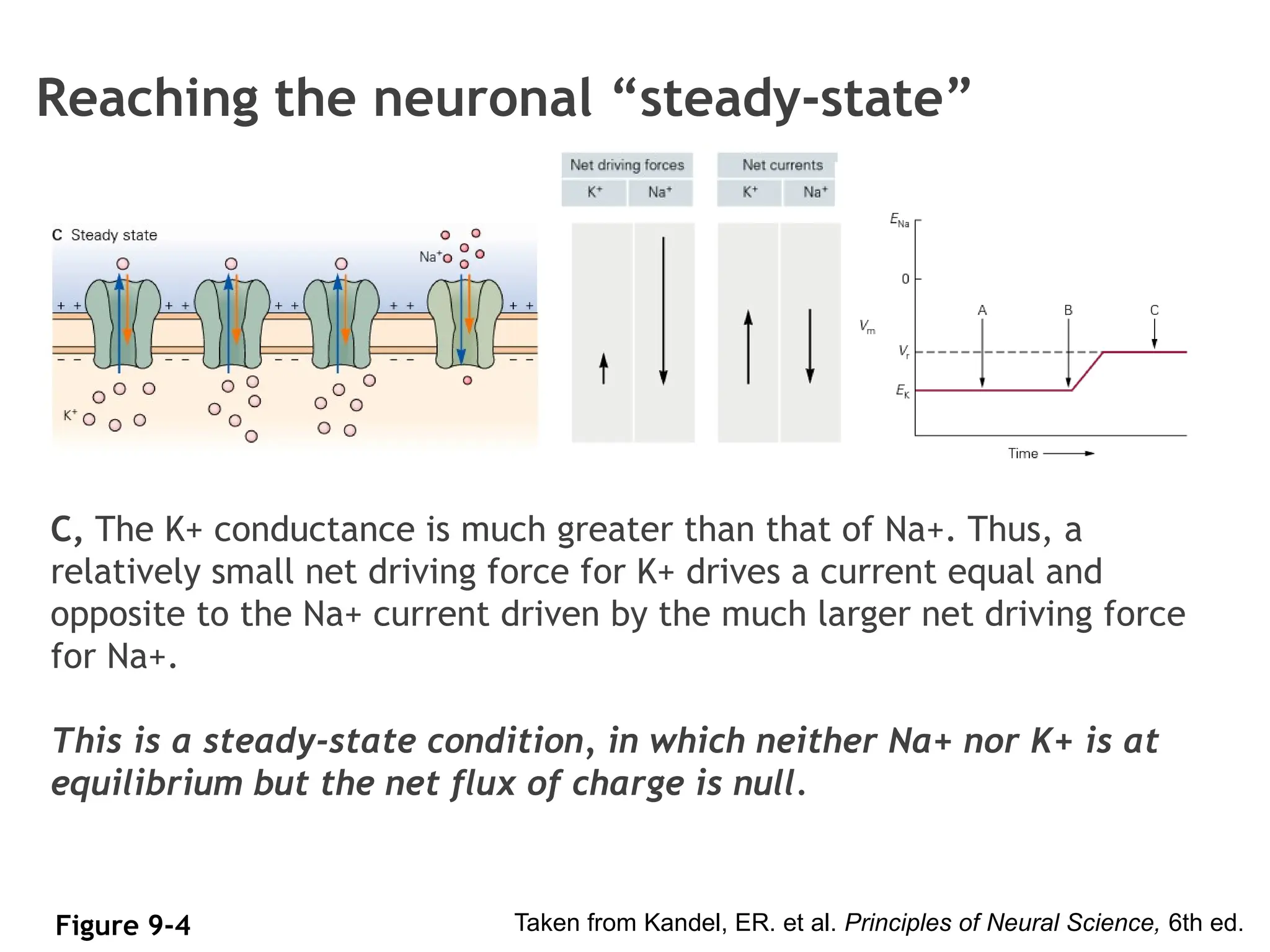 1.3 The Goldman Equation and how to use it. | PPTX