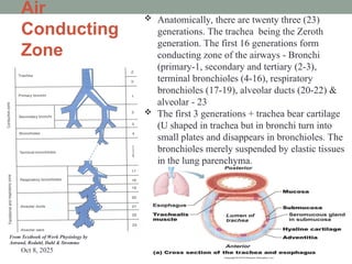 Respiratory Respiratory system - Physiology.ppt