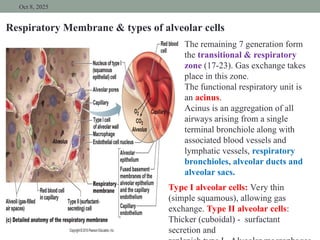 Respiratory Respiratory system - Physiology.ppt