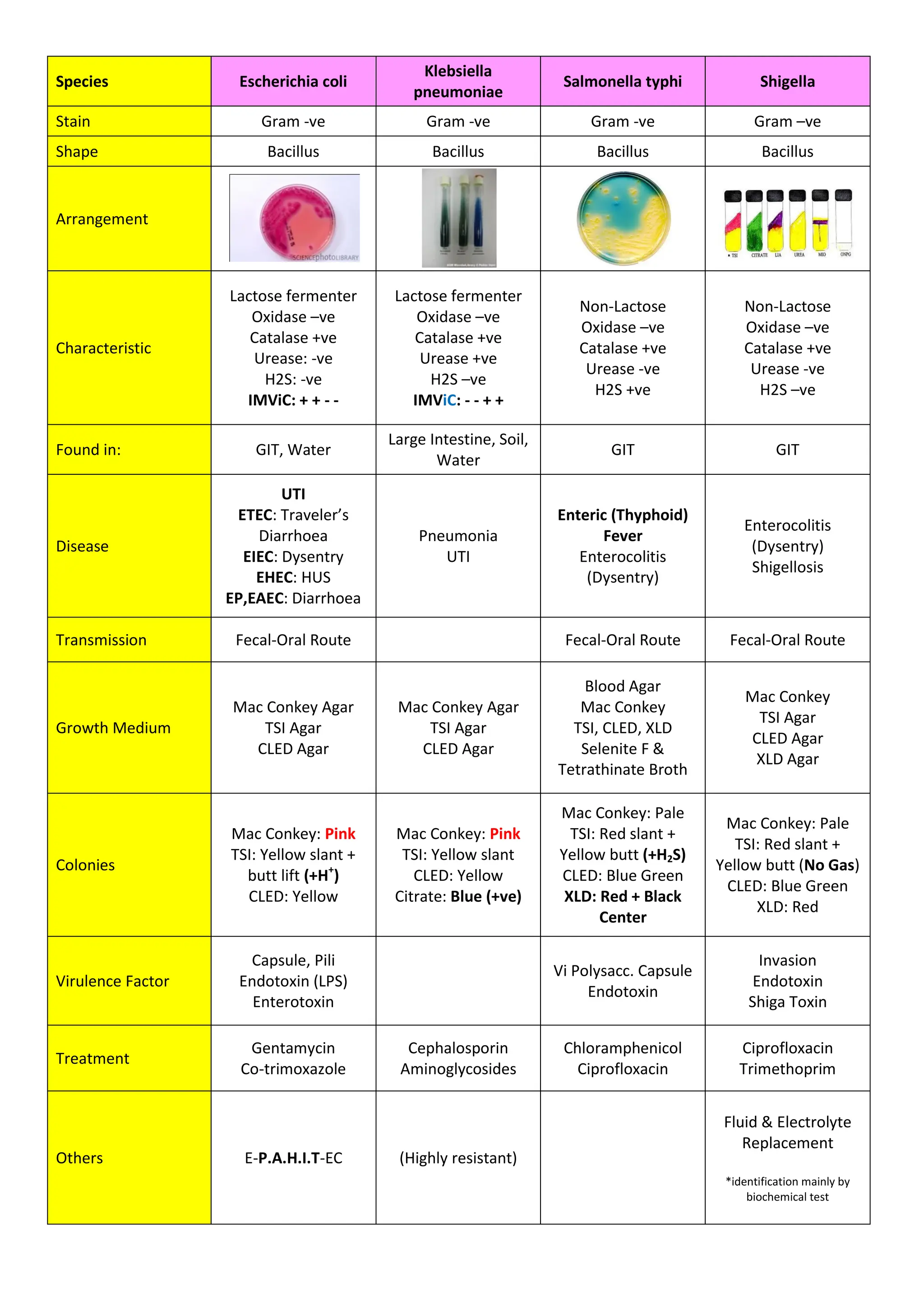 Microbiology-Summary of common bacteria identification.pdf