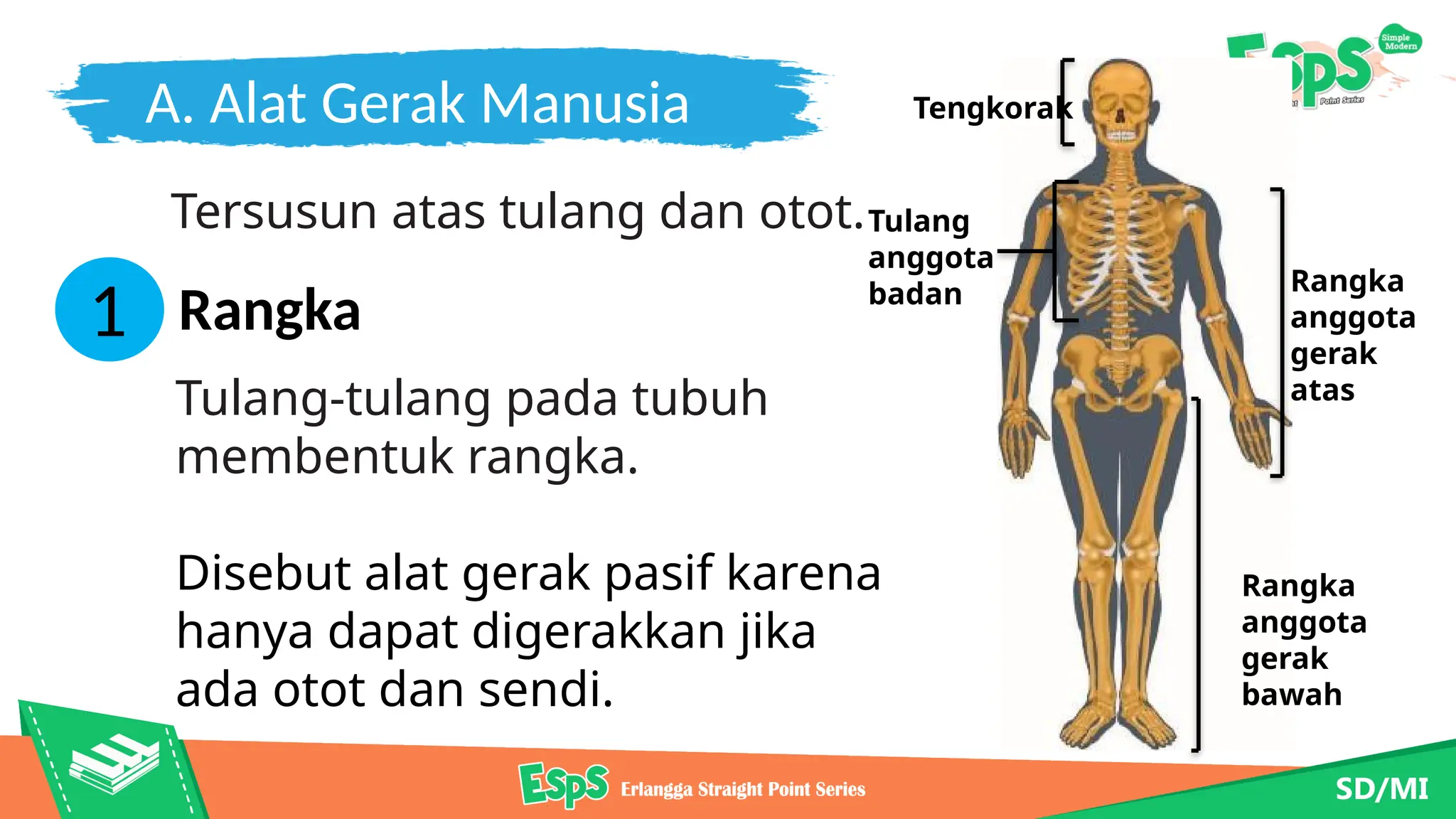 alat gerak pada manusia, tulang,otot, sendi | PPTX