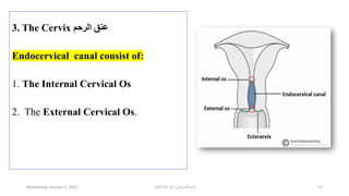 female internal reproductive structure.pdf