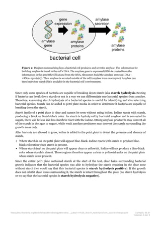 1.17- Starch Hydrolysis - Biology LibreTexts.pdf