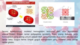 1. Metabolisme Hemoglobin pada manuisa hidup | PPTX