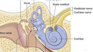 Sense of hearing , physiological anatomy anatomy ear | PDF