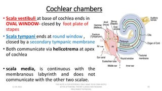 Sense of hearing , physiological anatomy anatomy ear | PDF