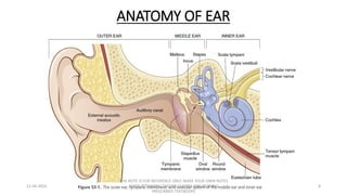 Sense of hearing , physiological anatomy anatomy ear | PDF