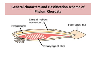 1. Agnatha; General characters and classification.pptx