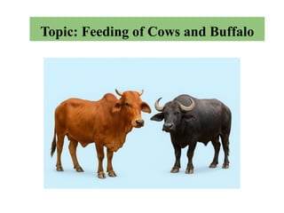 1...Feeding of Cattle and Buffalo - Feeding-Cattle-and-buffalo (5).pptx