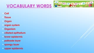 1.4 Cells tissues and organs in plants and animals.pptx