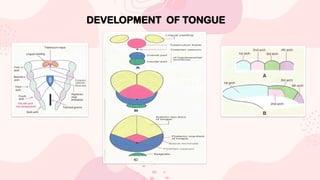 TONGUE : A MIRROR OF HEALTH INCLUDES ANATOMY FUNCTIONS AND CLINICAL ...