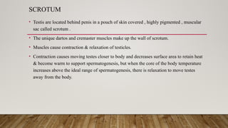 physiology of spermatogenesis and azoopermia .pptx