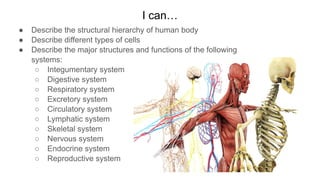 Organization of the Human Body PowerPoint | PDF