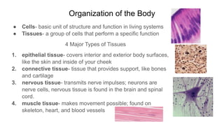 Organization of the Human Body PowerPoint | PDF