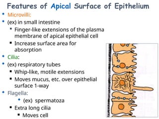 anatomy about human body based on that tissue | PPTX