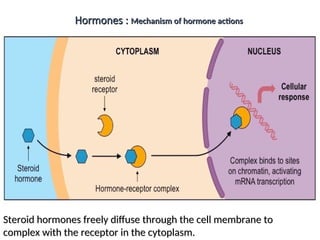 1. Hormones IN THE HUMAN BODY AND THEIR FUNCTION | PPT