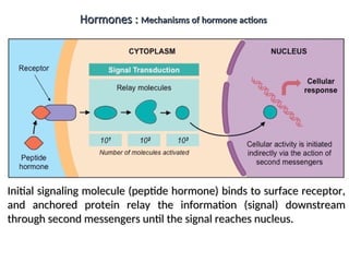 1. Hormones IN THE HUMAN BODY AND THEIR FUNCTION | PPT