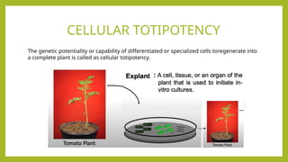 Cellular totipotency plant and animal cell.pptx
