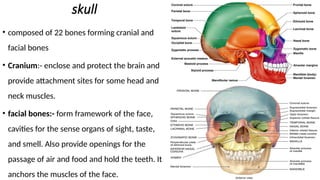 HUMAN ANATOMY OF THE HEAD ( THE SKULL.ppt) | PPTX