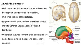 HUMAN ANATOMY OF THE HEAD ( THE SKULL.ppt) | PPTX