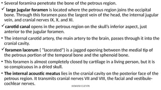HUMAN ANATOMY OF THE HEAD ( THE SKULL.ppt) | PPTX