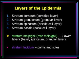 1. Histology of normal skin and Inflammatory cells- MG.pdf