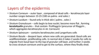 1. Structure and function of skin slideshare.pptx