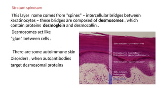 1. Structure and function of skin slideshare.pptx