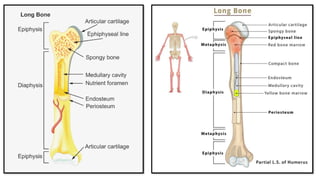 1. General Anatomy of Bones.pptx Types of bones , Classification | PPTX