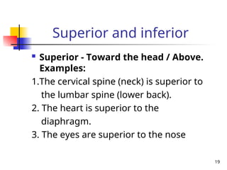 1.1 INTRODUCTION TO ANATOMY SHOWING HEAD NECk | PPT