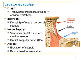 1. UPPER LIMB FULL.showing the upper limb | PPTX