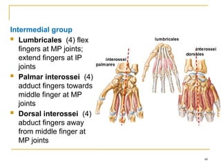 1. UPPER LIMB FULL.showing the upper limb | PPTX